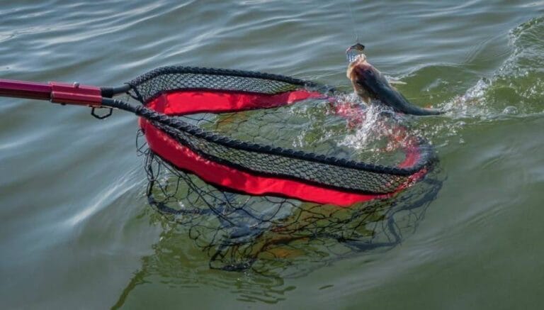 10 Best Fishing Nets That Make Catching Fish Easier in 2025 - WILD Trend