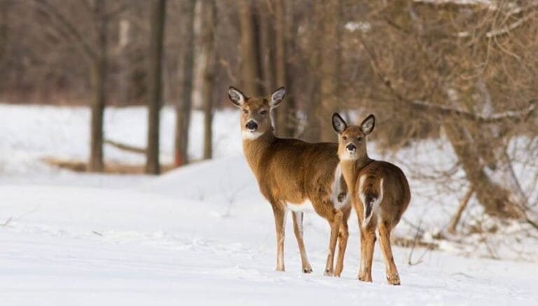 Do Deer Move In The Snow? How to Hunt Whitetail in 8 Kinds of Snow ...