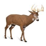 Best Deer Decoys for Hunting in 2026 (7 Realistic Picks That Work ...