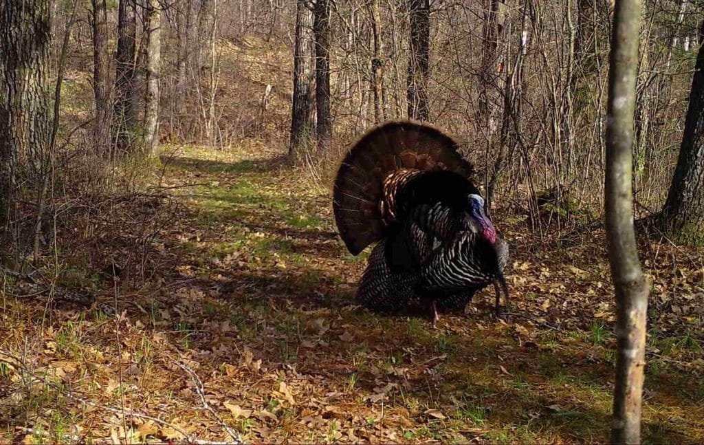 How to Use a Turkey Mouth Call Like a PRO - WILD Trend