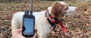The 7 Best GPS Dog Collars for Hunting - WILD Trend