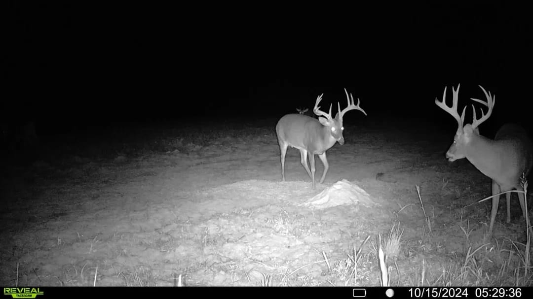 Perfect Trail Camera Placements for Big Buck Success - WILD Trend