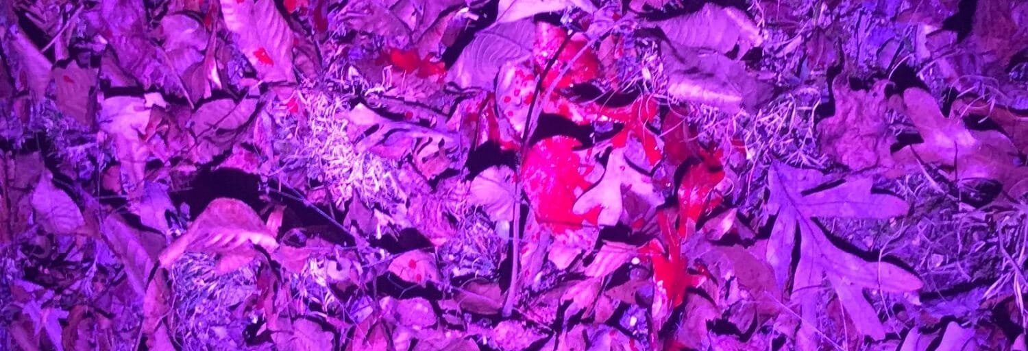 The 7 Best Blood Tracking Lights, Tested - WILD Trend